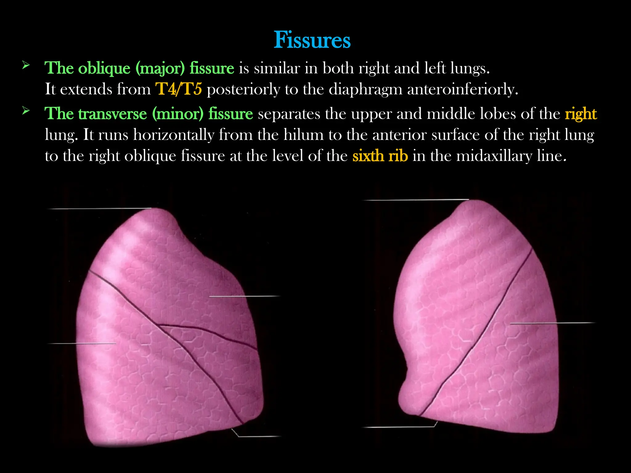 Radiological anatomy of the Chest. .pptx