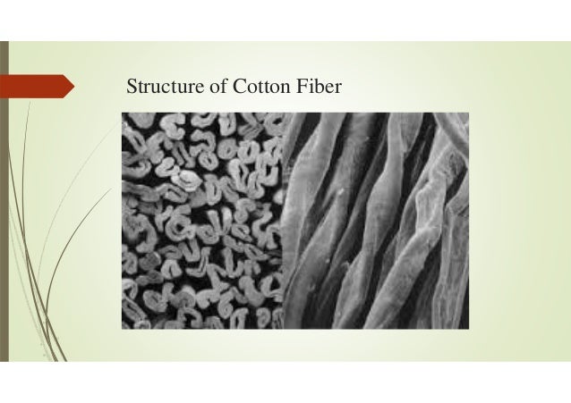 cotton fibre