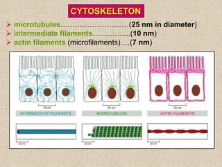 Lecture 03-cytoskeleton, movement 2021.pdf