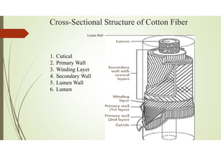 Cotton Fiber | PPT