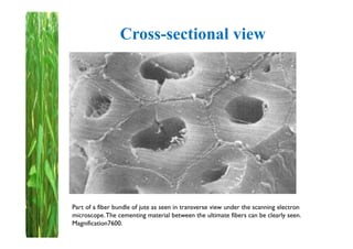 Jute Fiber Microscope