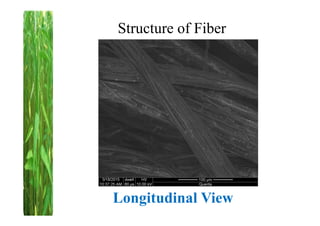 Jute fiber | PDF