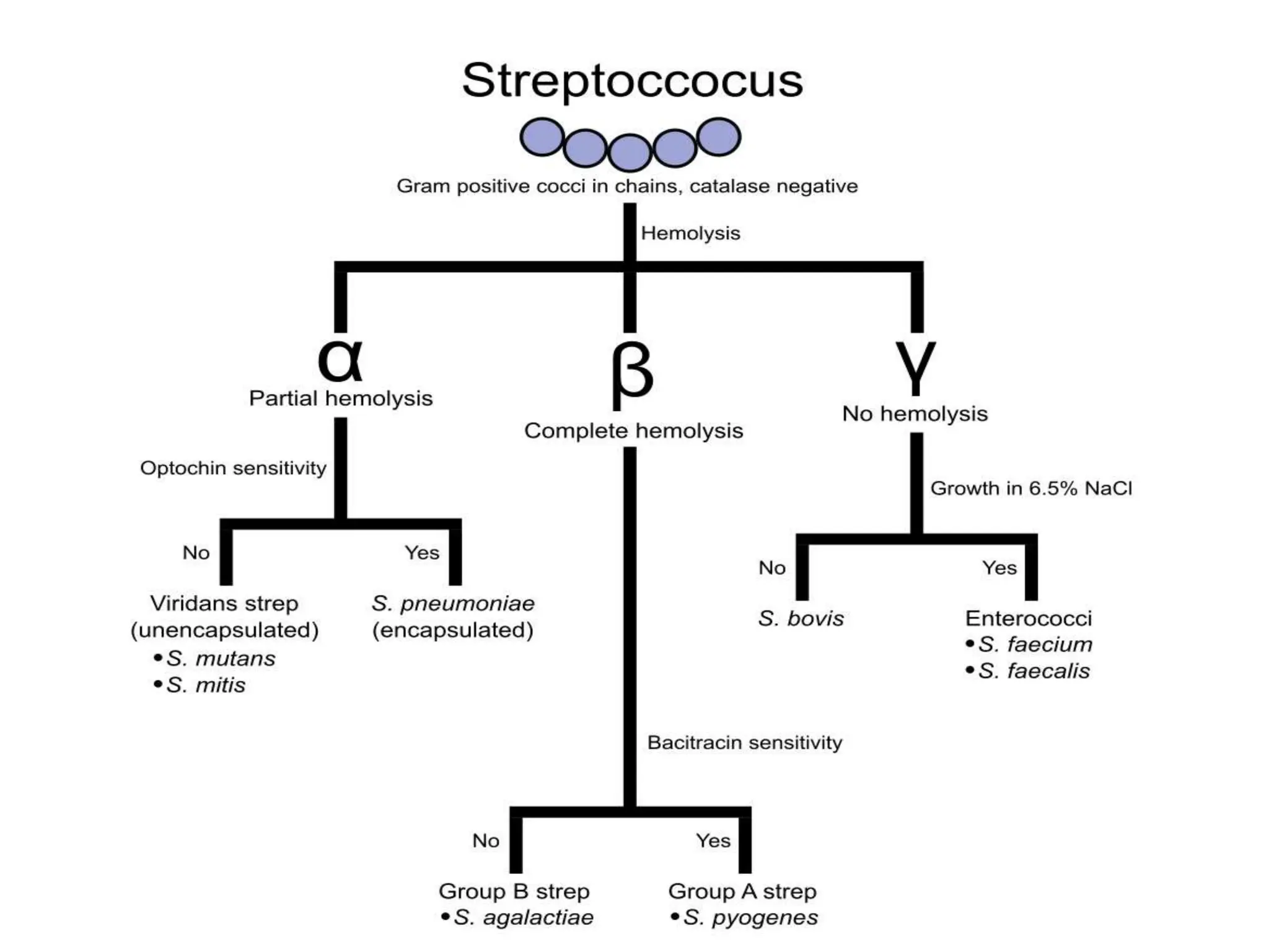 Streptococcus Microbiology Lecture 04 Kmu | PPT