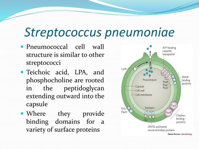 Streptococcus Microbiology Lecture 04 Kmu | PPT
