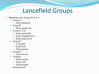 Streptococcus Microbiology Lecture 04 Kmu | PPTX