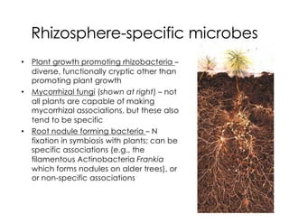 Lecture 07 (2 25-21) soils | PDF