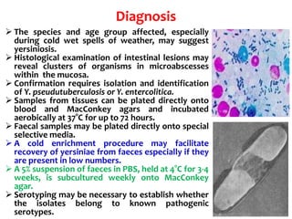 Genus Yersinia | PPTX