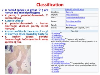 Genus Yersinia | PPTX