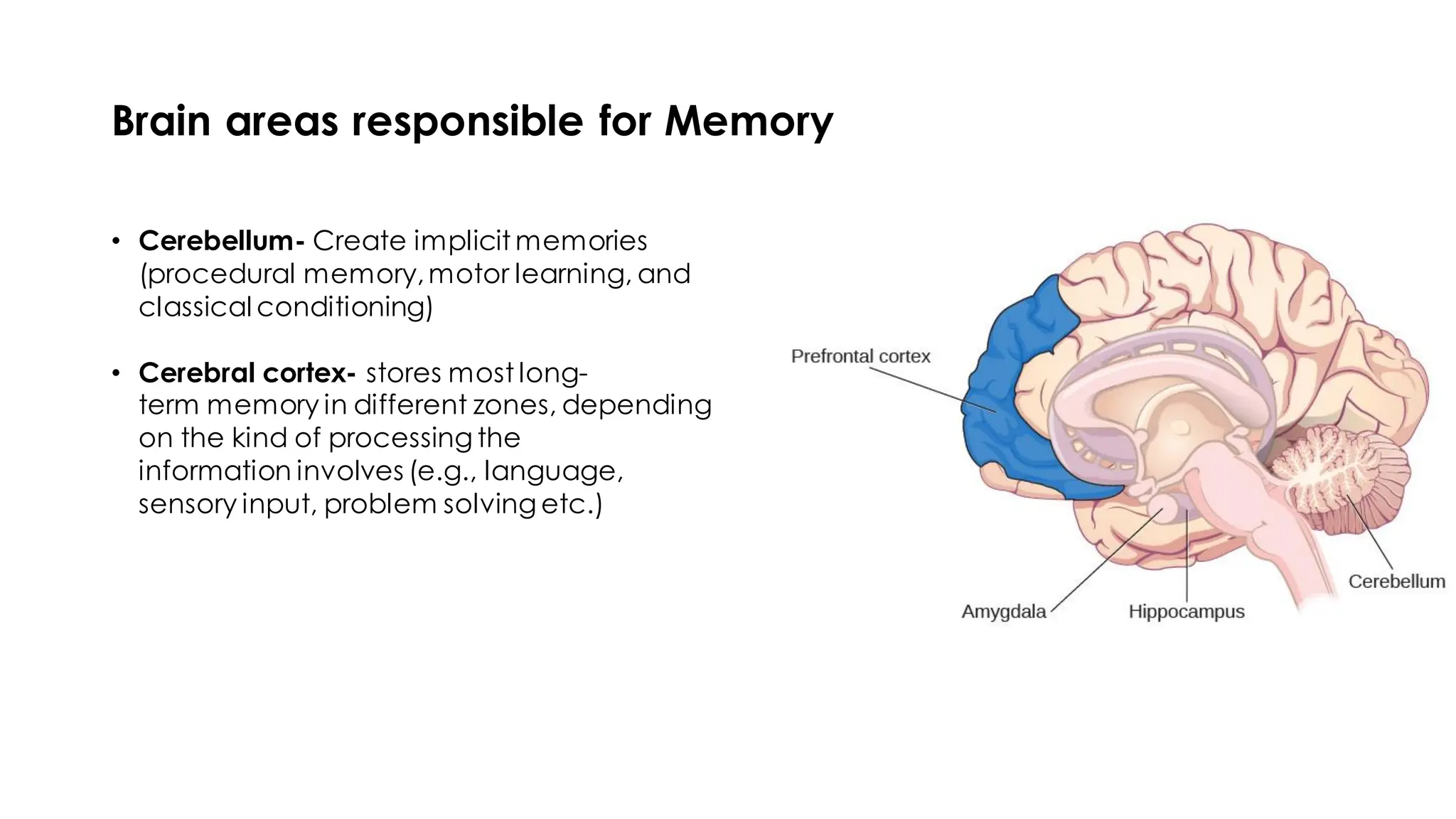 Biological and Cognitive Psychology Lecture Memory.pdf
