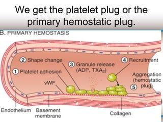 Lecture 1 hemostasis first secion | PPT