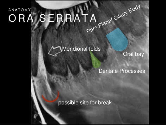 Lecture 1: Introduction, Anatomy and Diagnostics