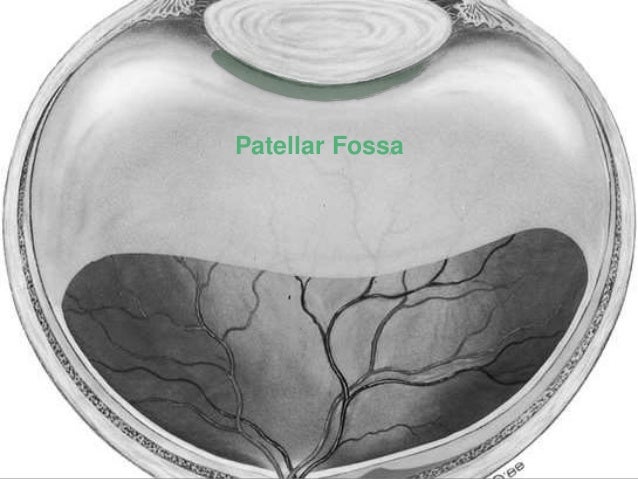 Lecture 1: Introduction, Anatomy and Diagnostics