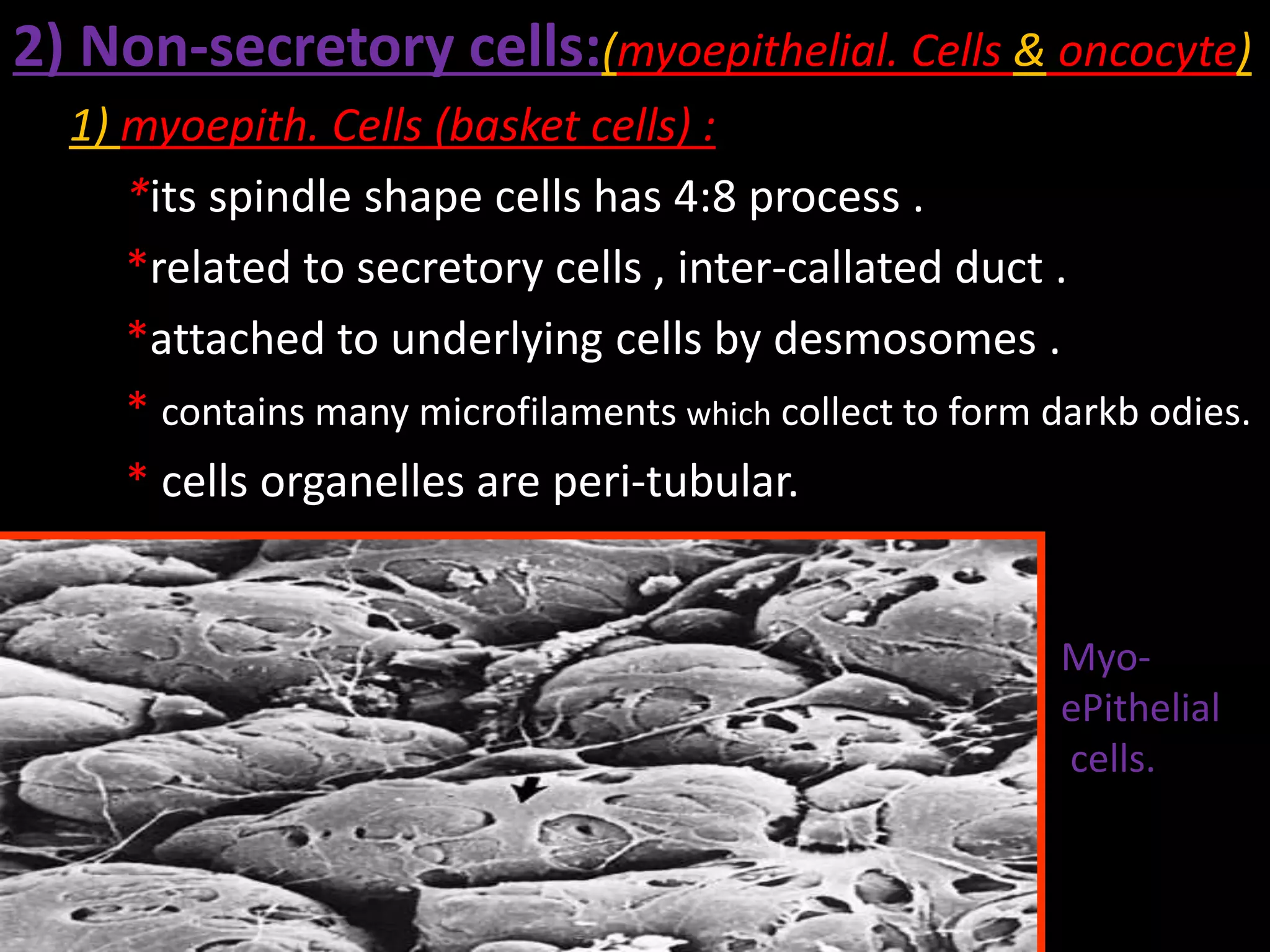 Lecture 1 salivary glands | PPTX