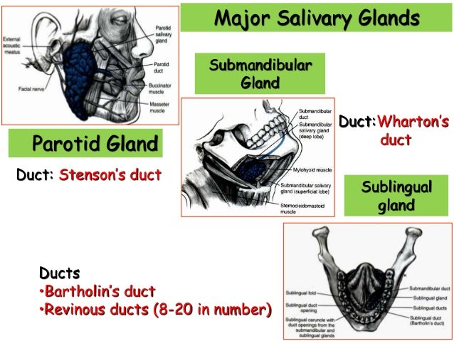 Lecture 1 salivary glands