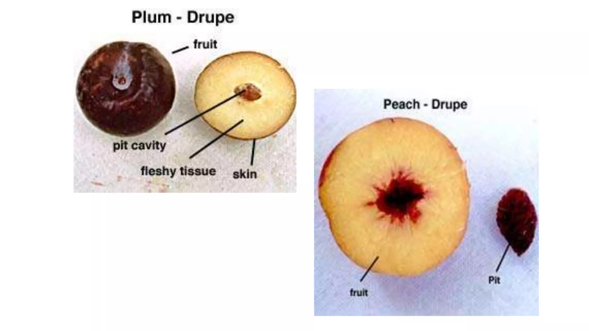 Classification of Fruits | PPTX
