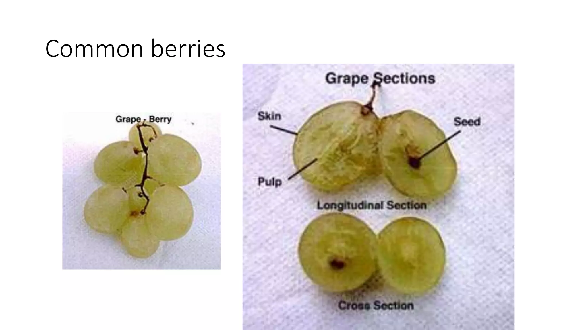 Classification of Fruits | PPTX