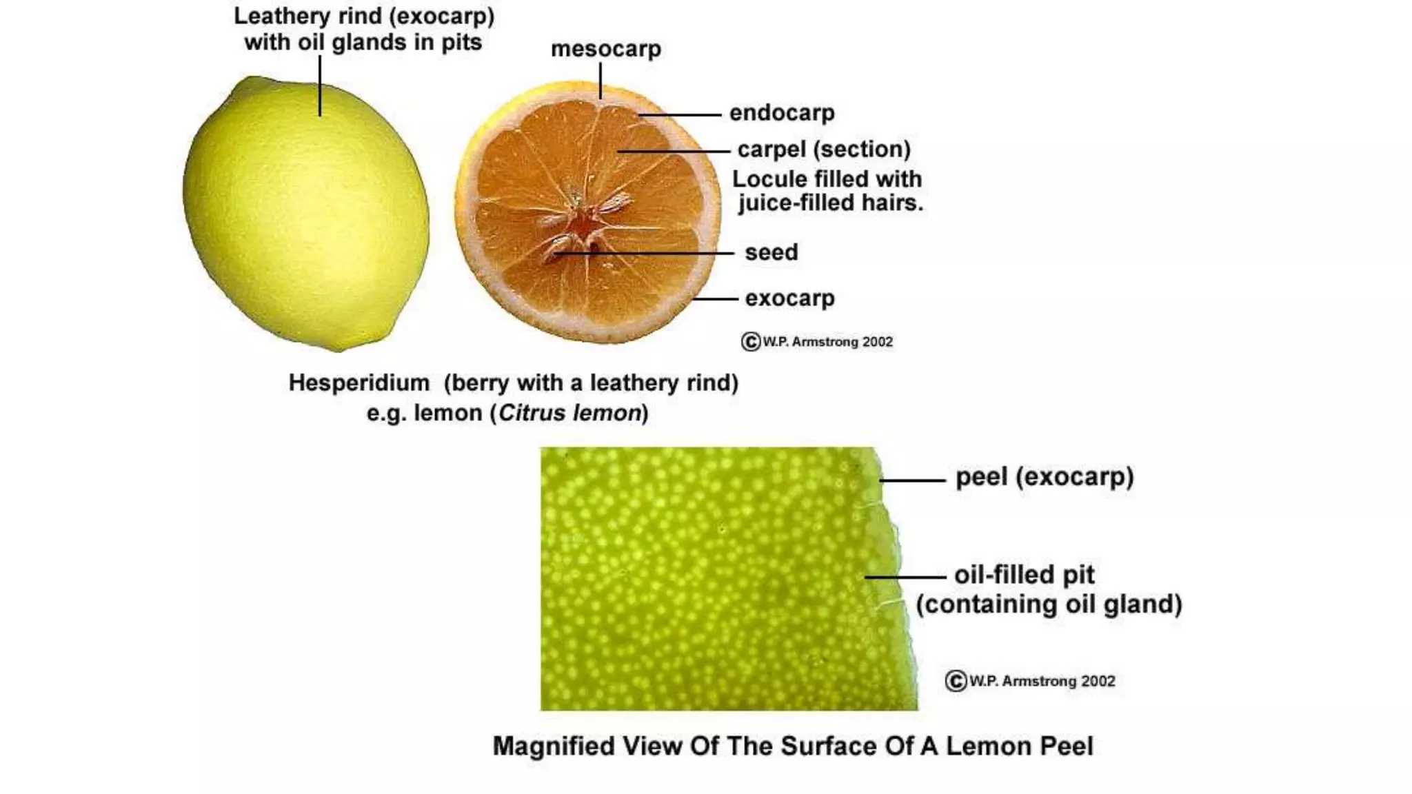 Classification of Fruits | PPTX