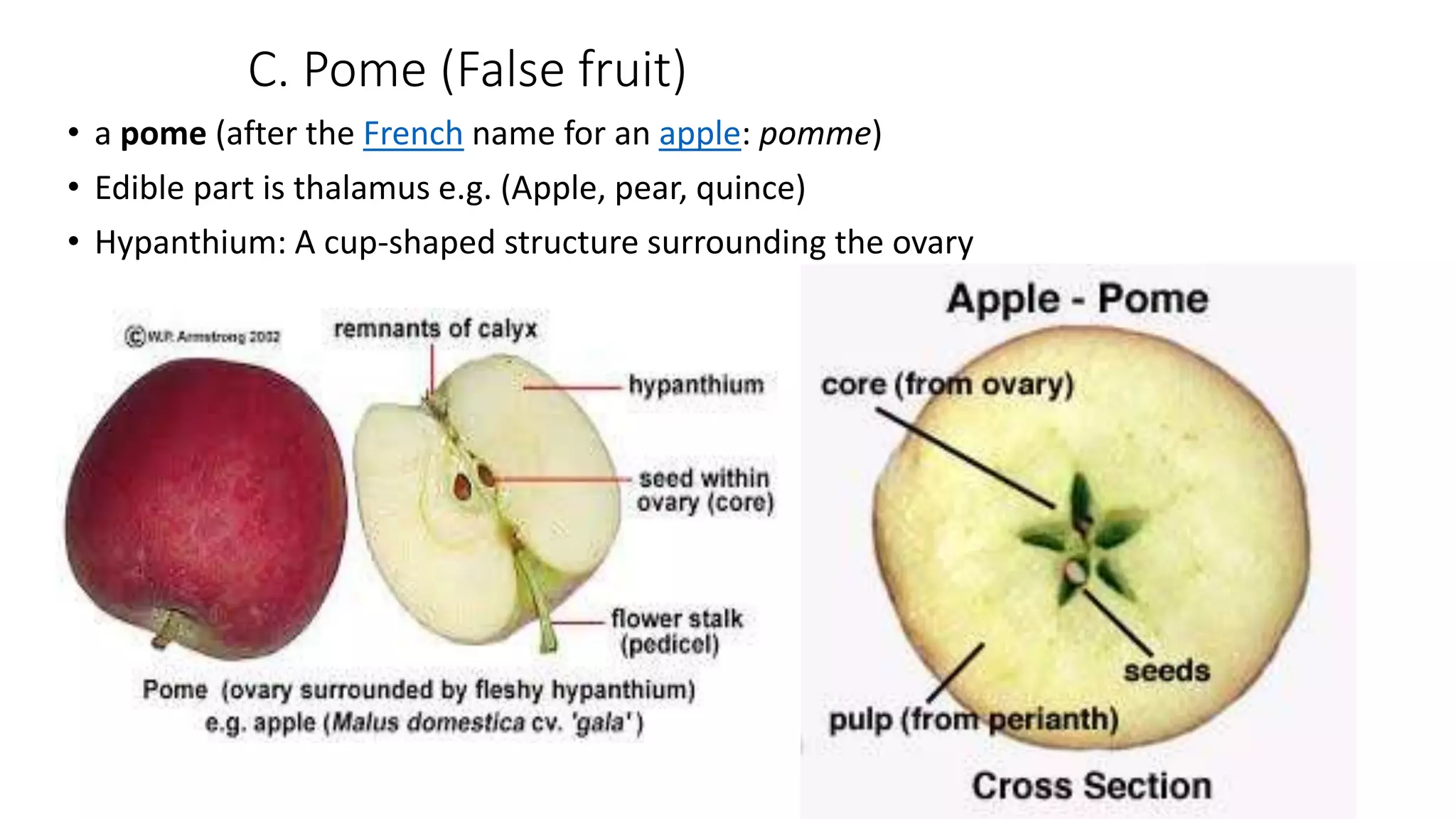 Classification of Fruits | PPTX