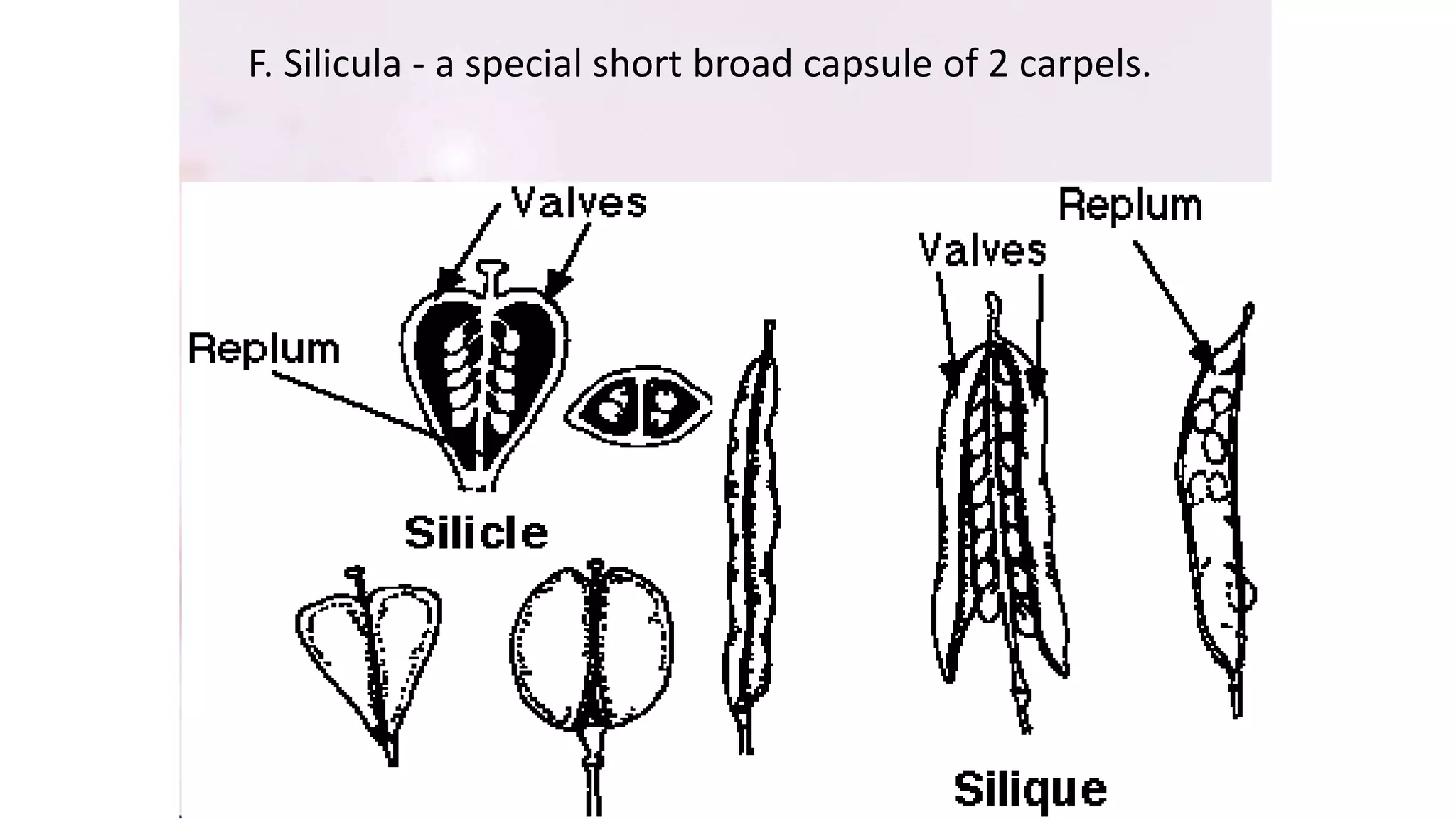 Classification of Fruits | PPTX