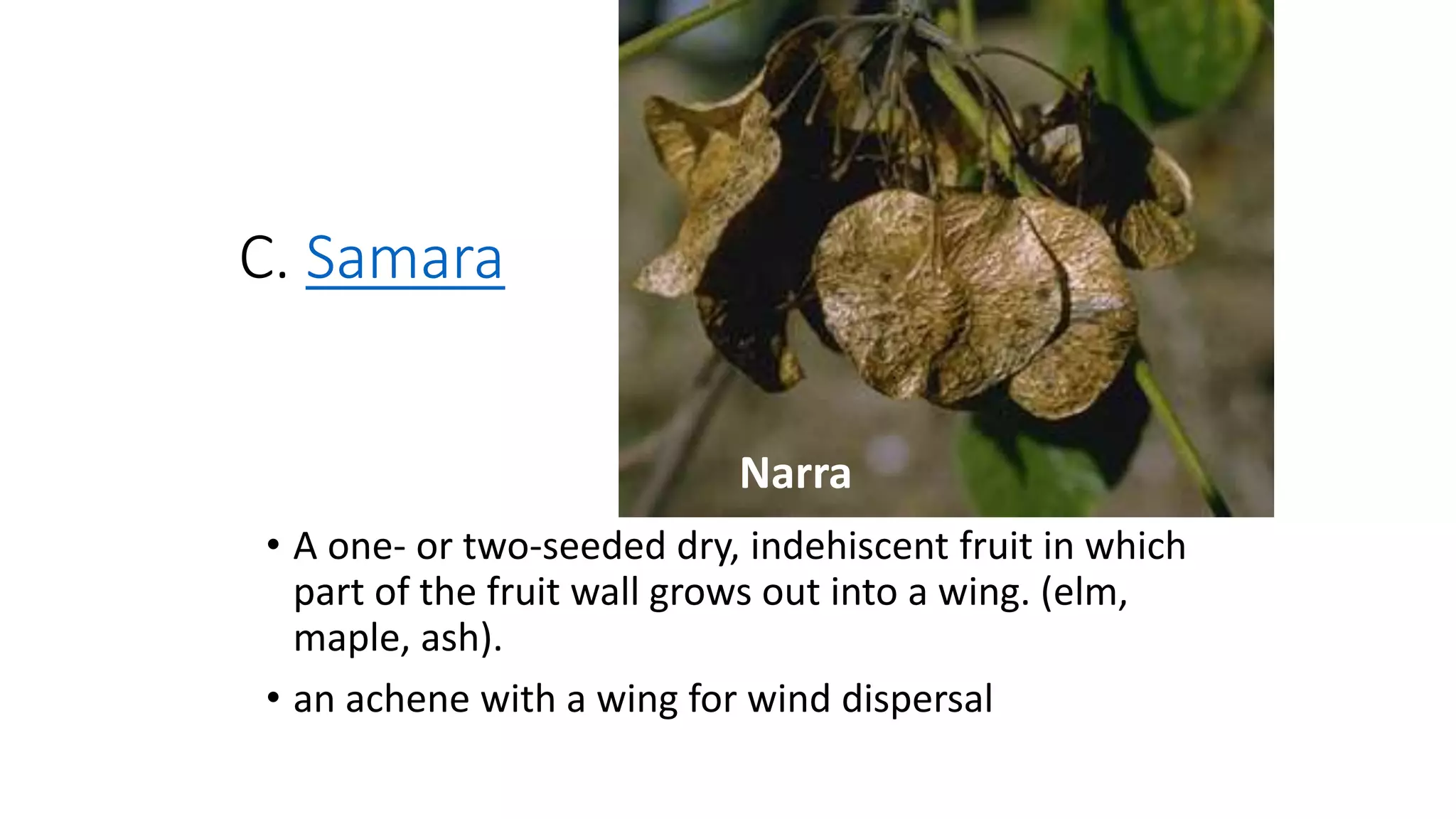 Classification of Fruits | PPTX