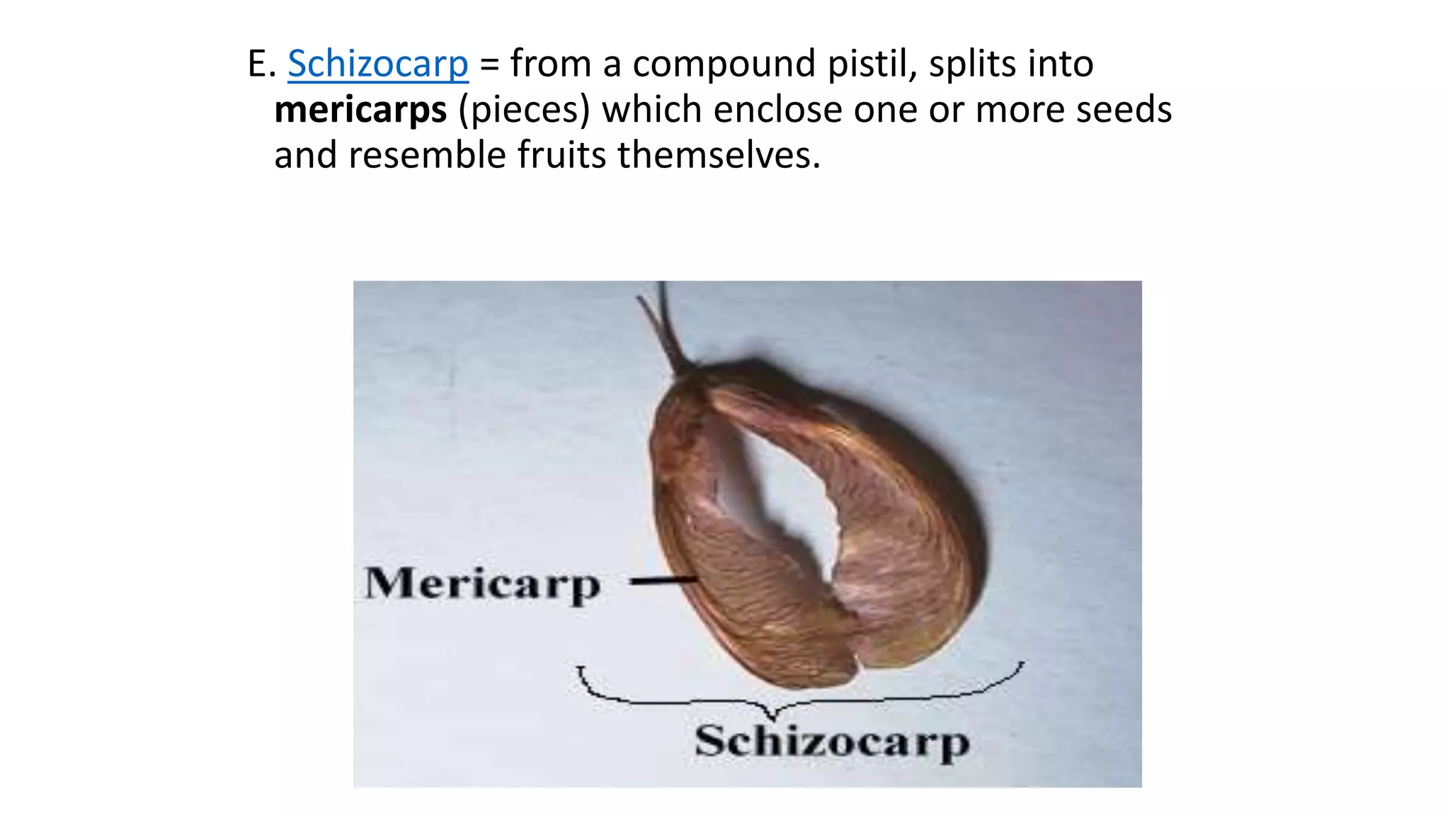 Classification of Fruits | PPTX