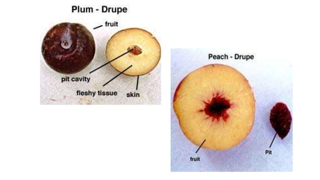 Classification of Fruits | PPTX | Agriculture | Industries