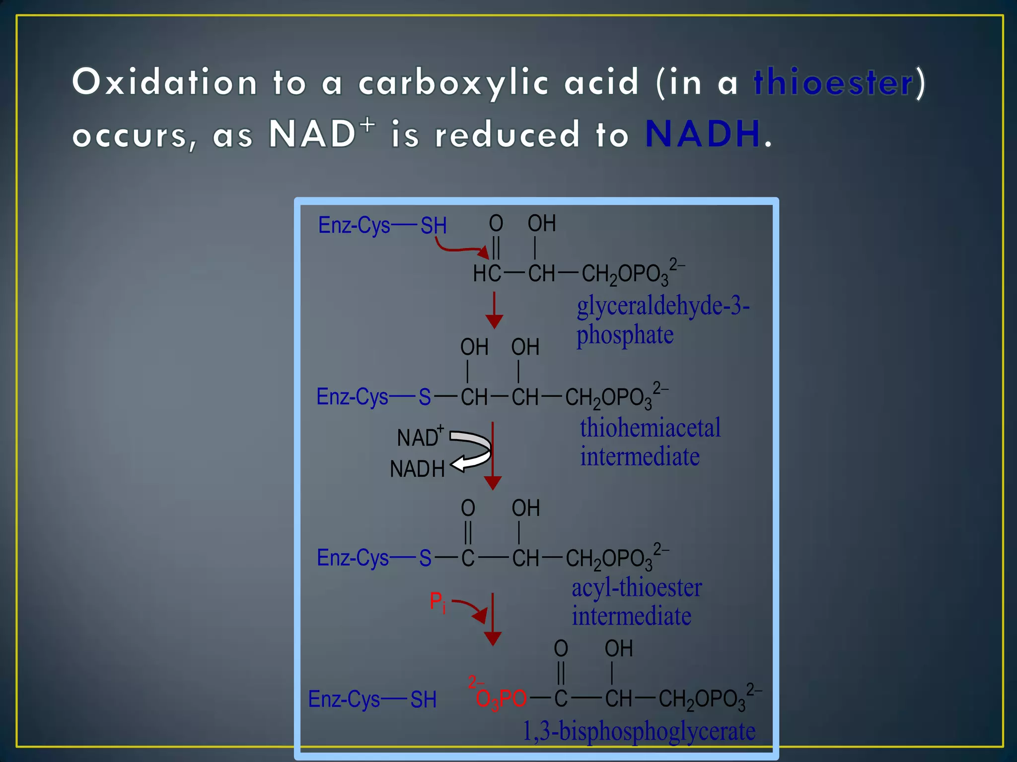 Lecture1.glycolysis | PDF