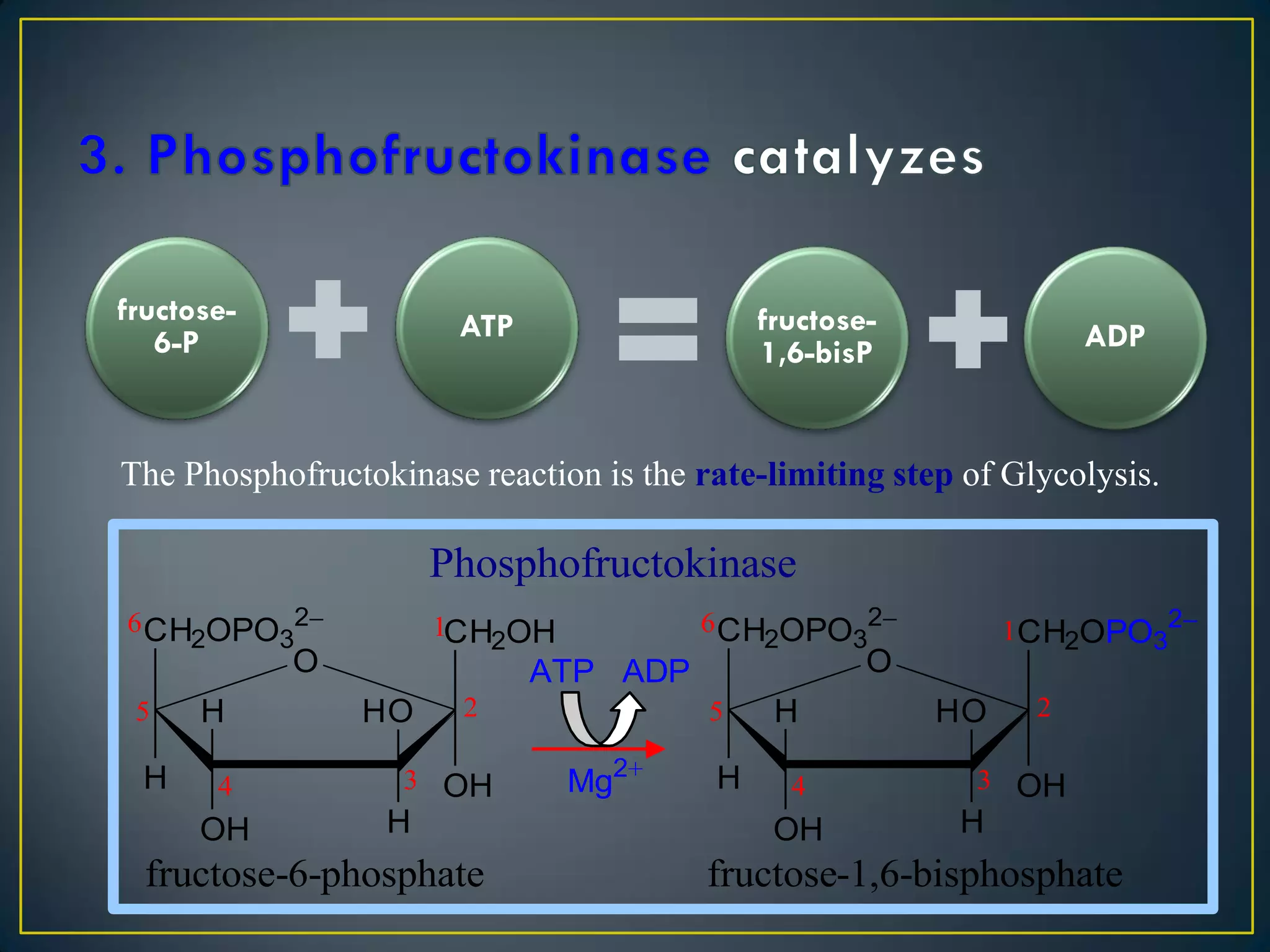 Lecture1.glycolysis | PDF