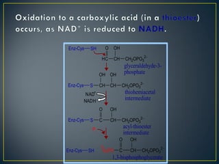 Lecture1.glycolysis | PPT