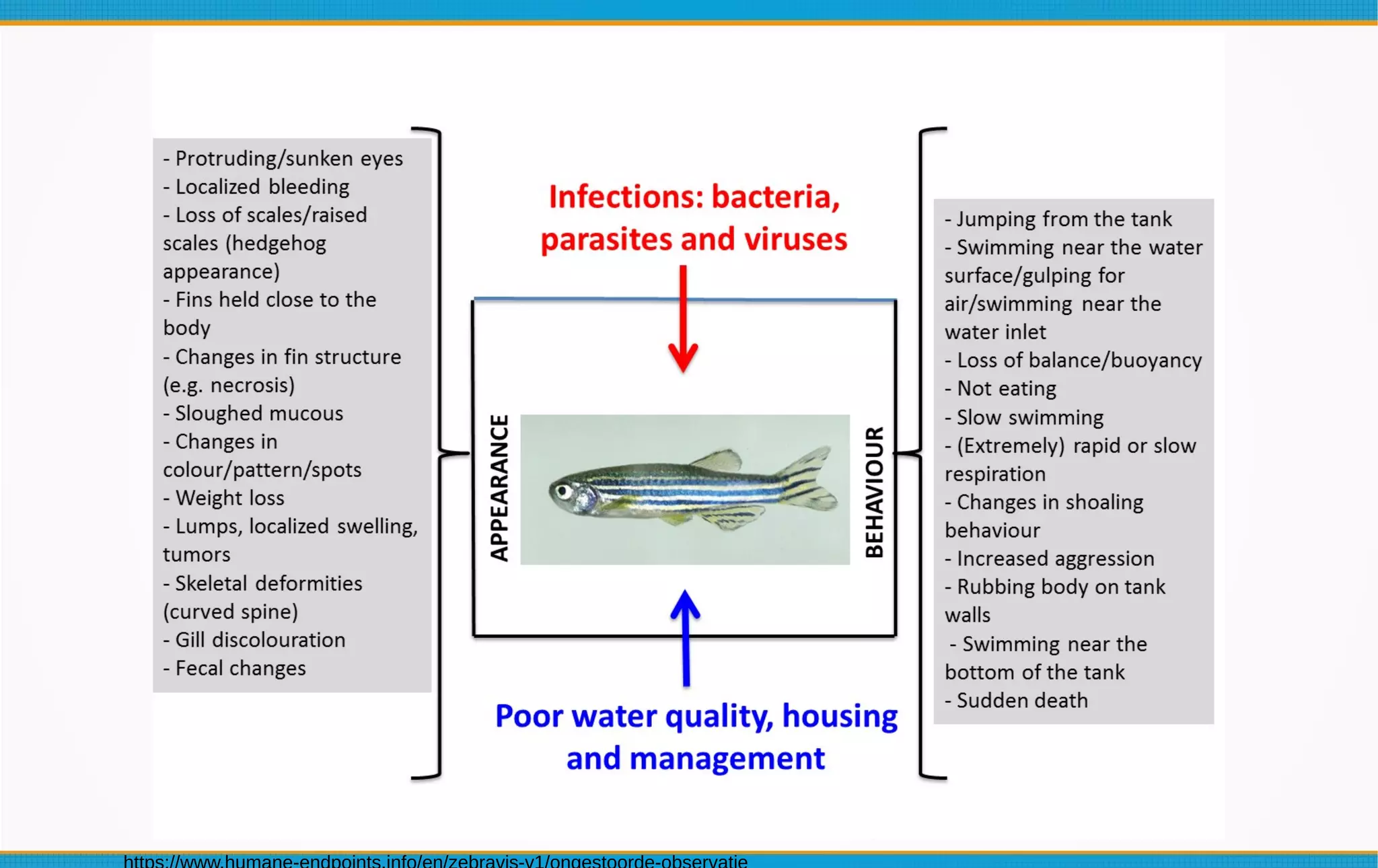 Workshop on Behavioral models in zebrafish | PPT