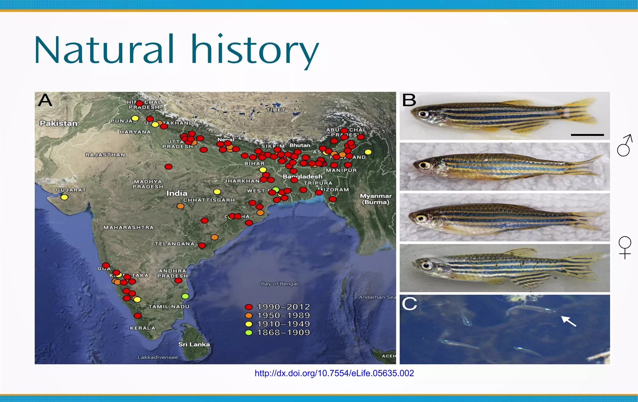 Workshop on Behavioral models in zebrafish | PPT