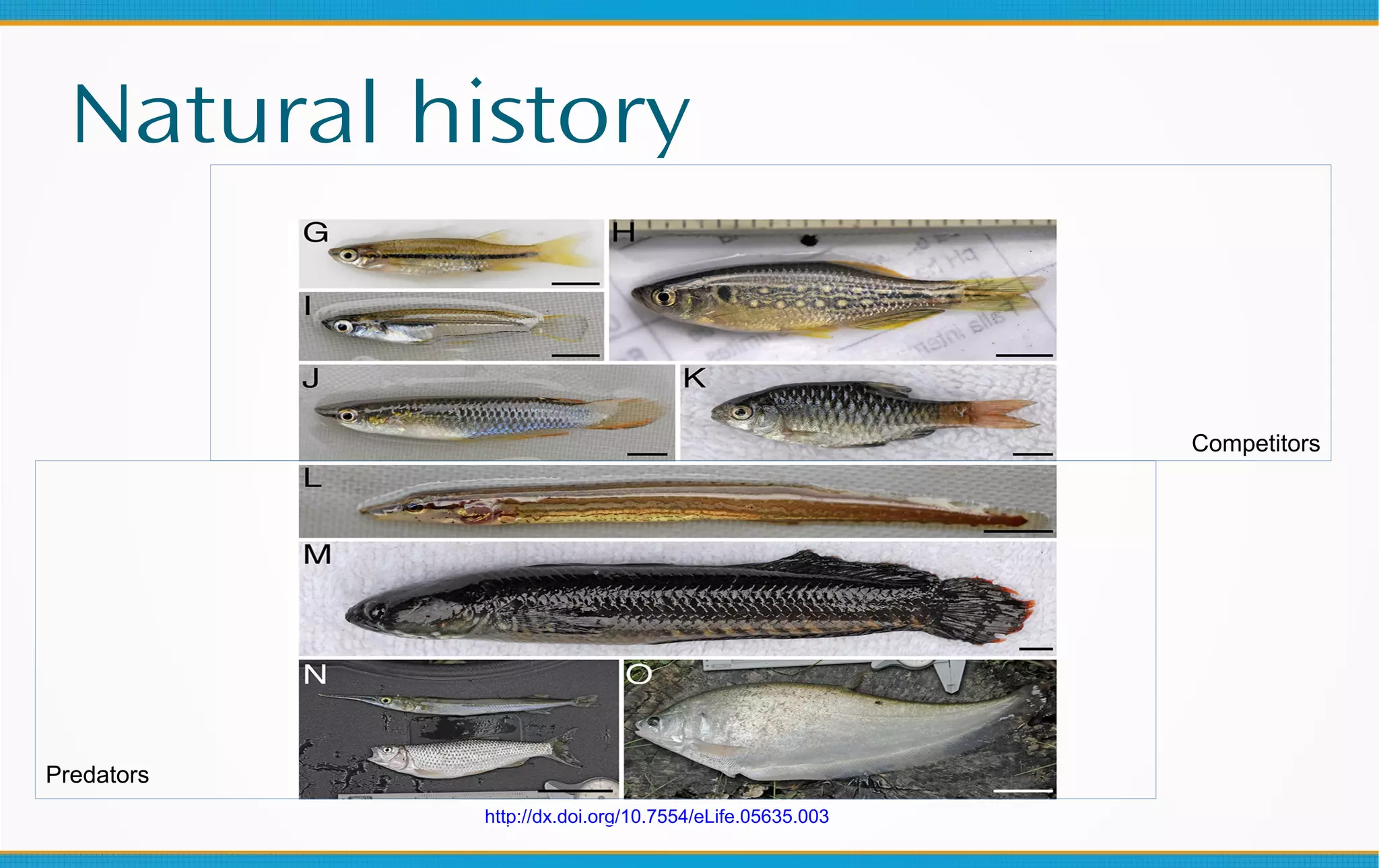 Workshop on Behavioral models in zebrafish | PPT