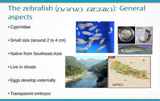 Workshop on Behavioral models in zebrafish | PPT