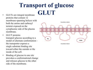 Lecture_1-1_Carbohydrates.dsgdgdgdgdfgdfg | PPTX