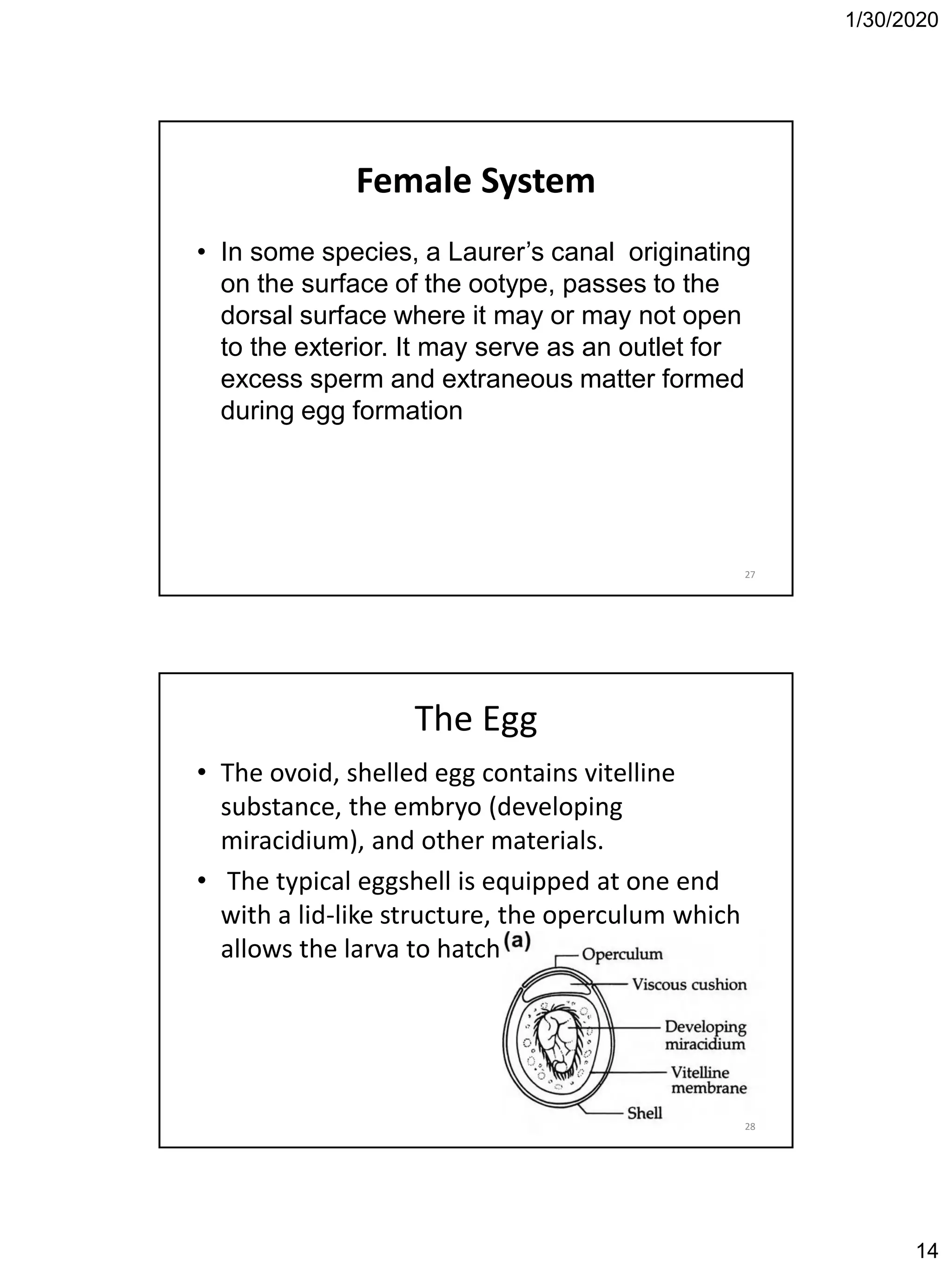 trematodes and helminthology | PDF