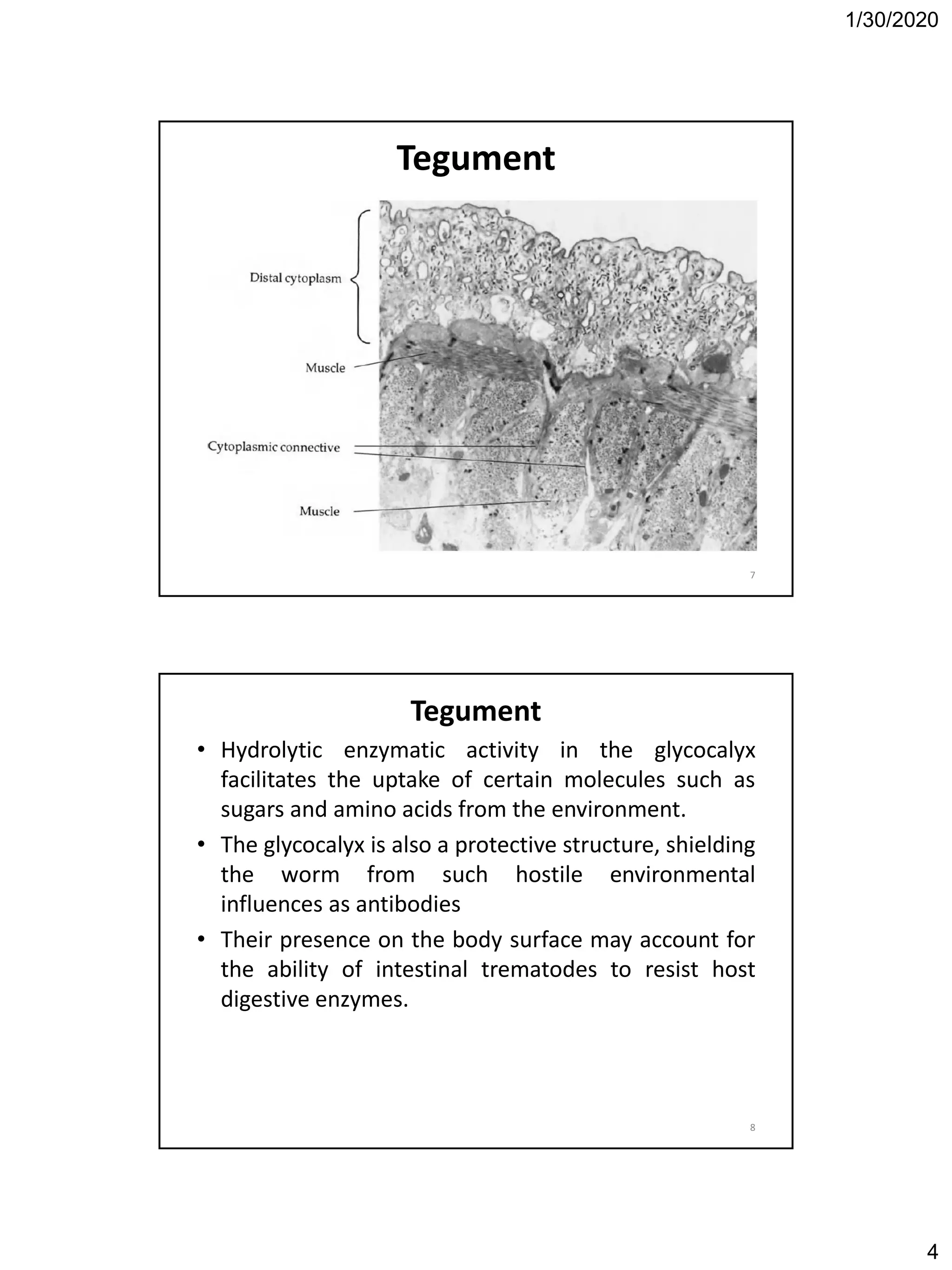 trematodes and helminthology | PDF