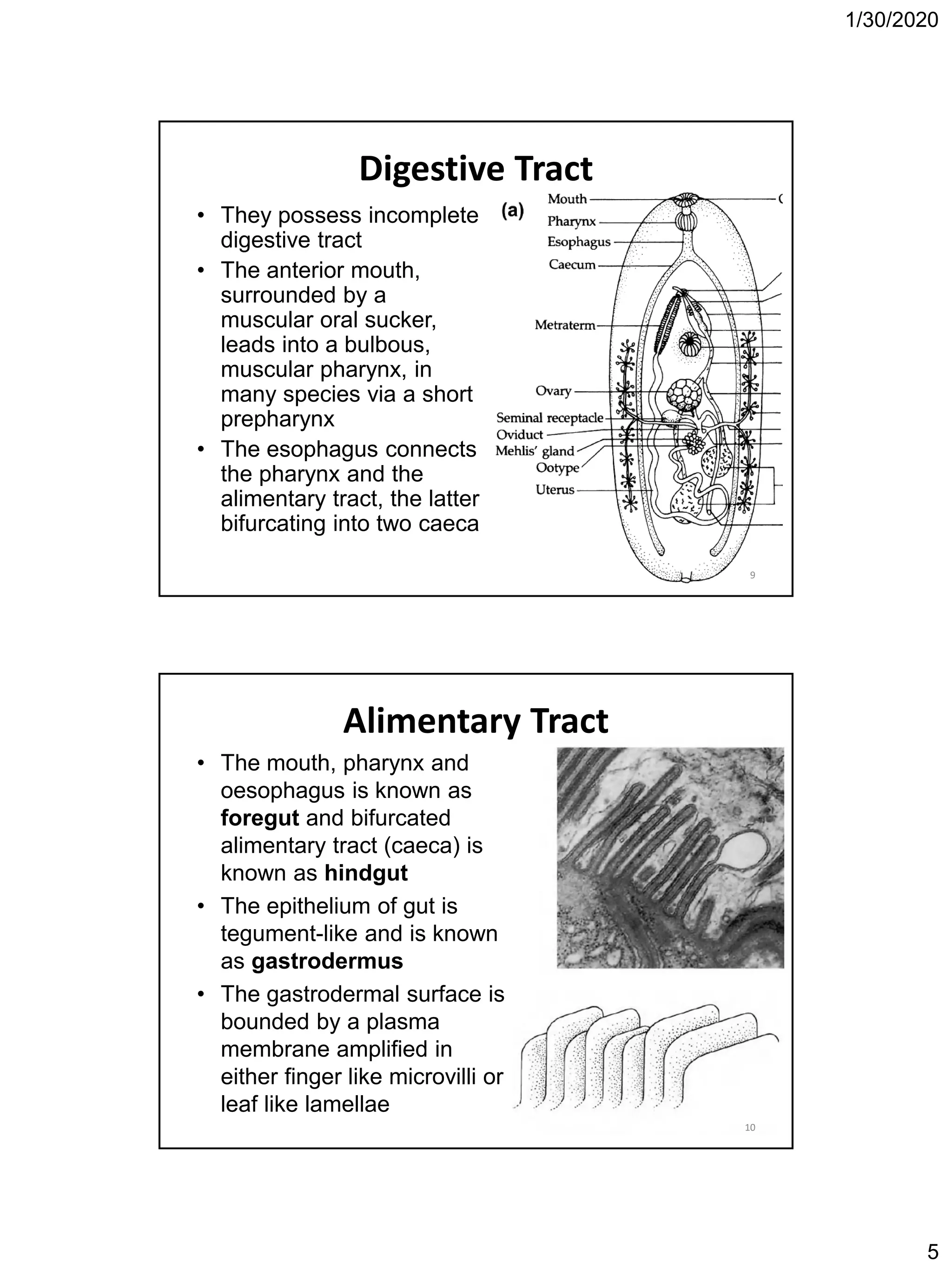 trematodes and helminthology | PDF