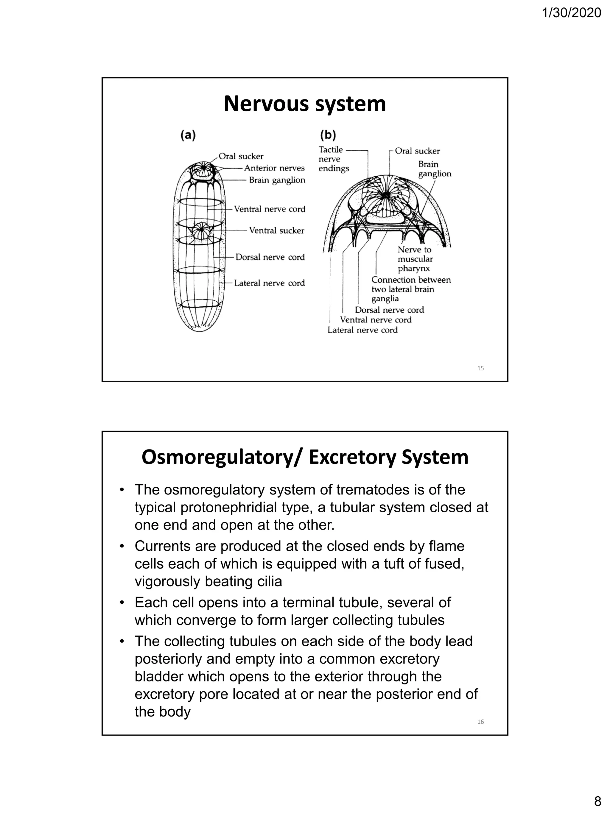 trematodes and helminthology | PDF