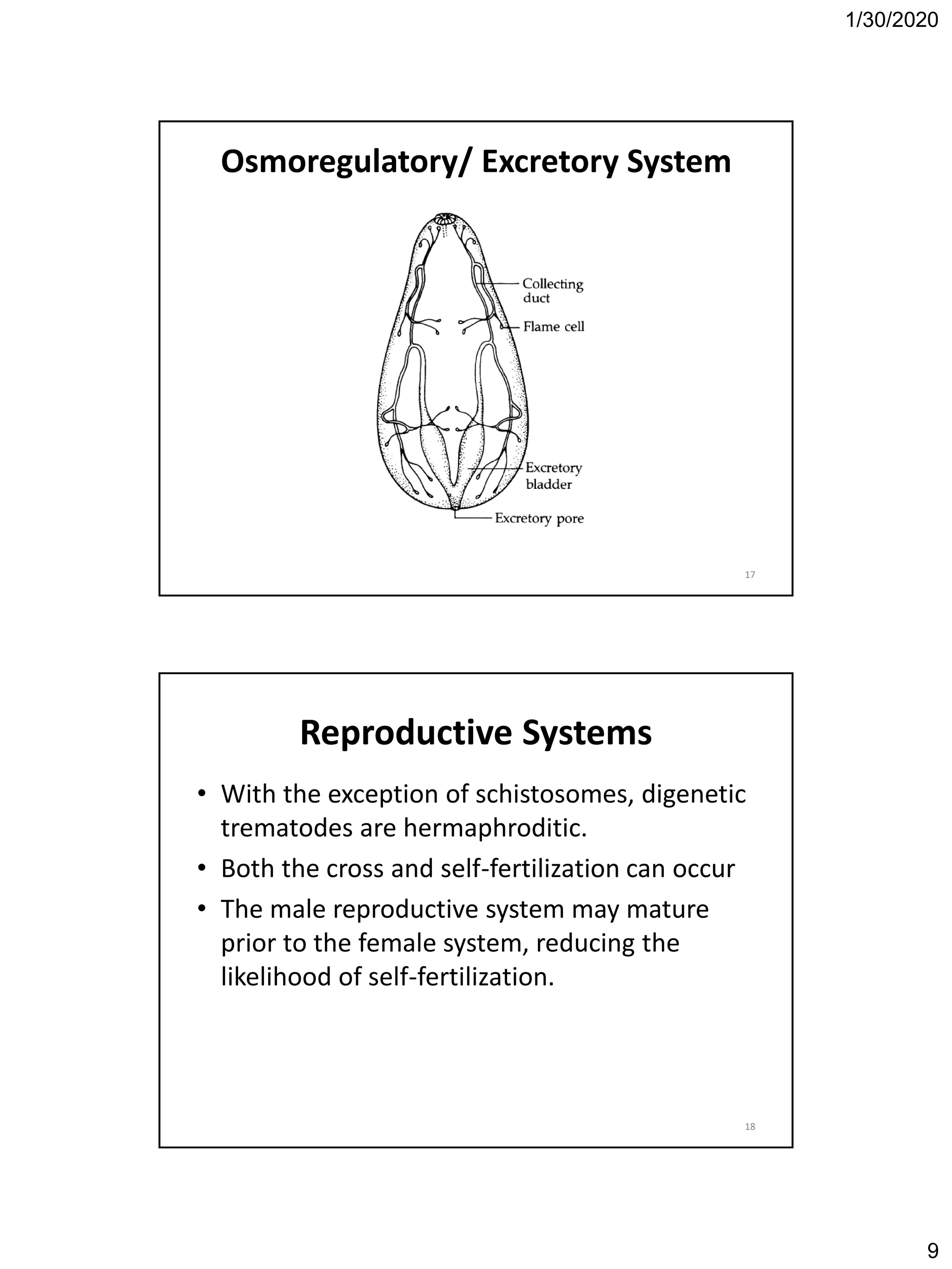 trematodes and helminthology | PDF
