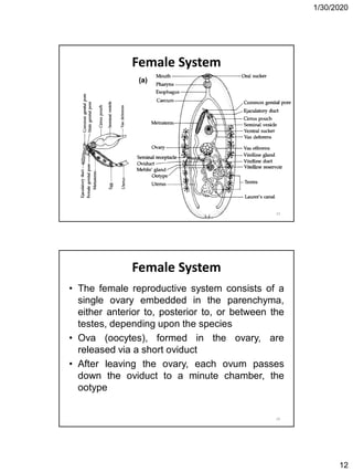 trematodes and helminthology | PDF