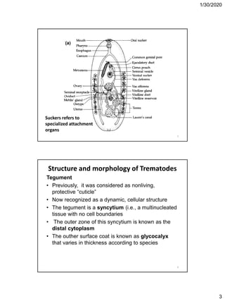 trematodes and helminthology | PDF