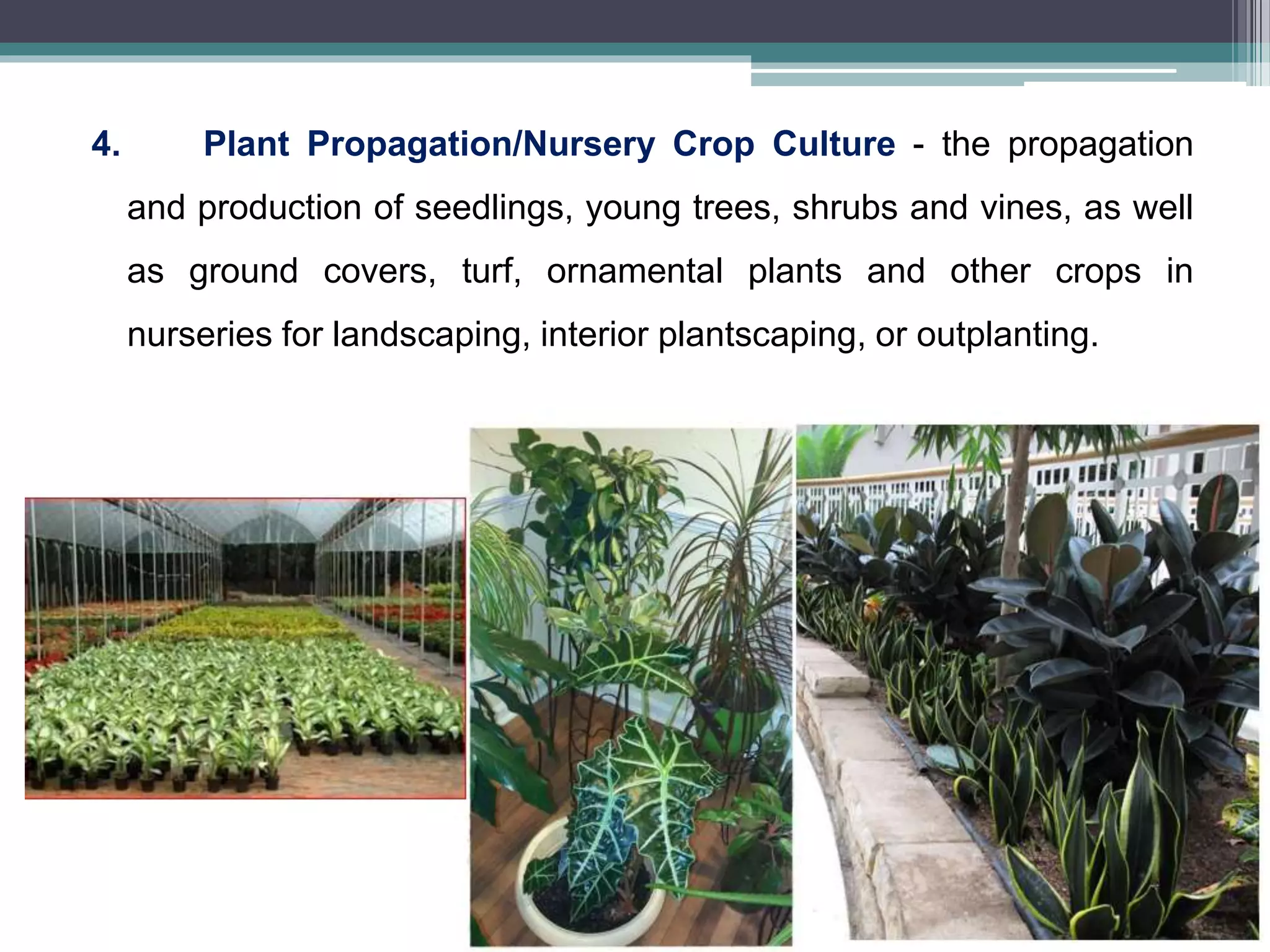 HORTICULTURAL CROPS | PPTX