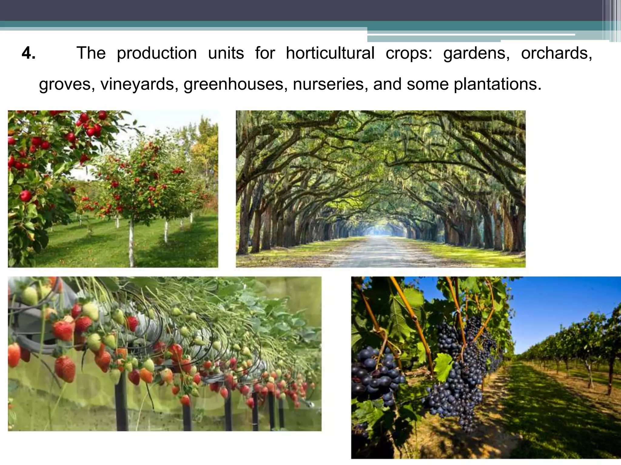 HORTICULTURAL CROPS | PPTX