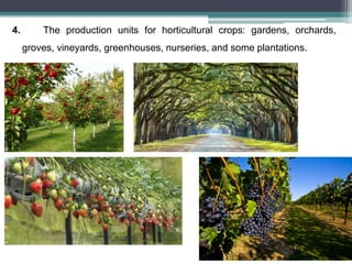 HORTICULTURAL CROPS | PPTX