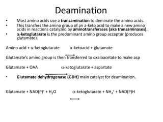 Amino Acid Metabolism.pptx | Free Download
