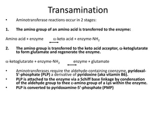 Amino Acid Metabolism.pptx