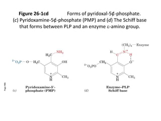 Amino Acid Metabolism.pptx