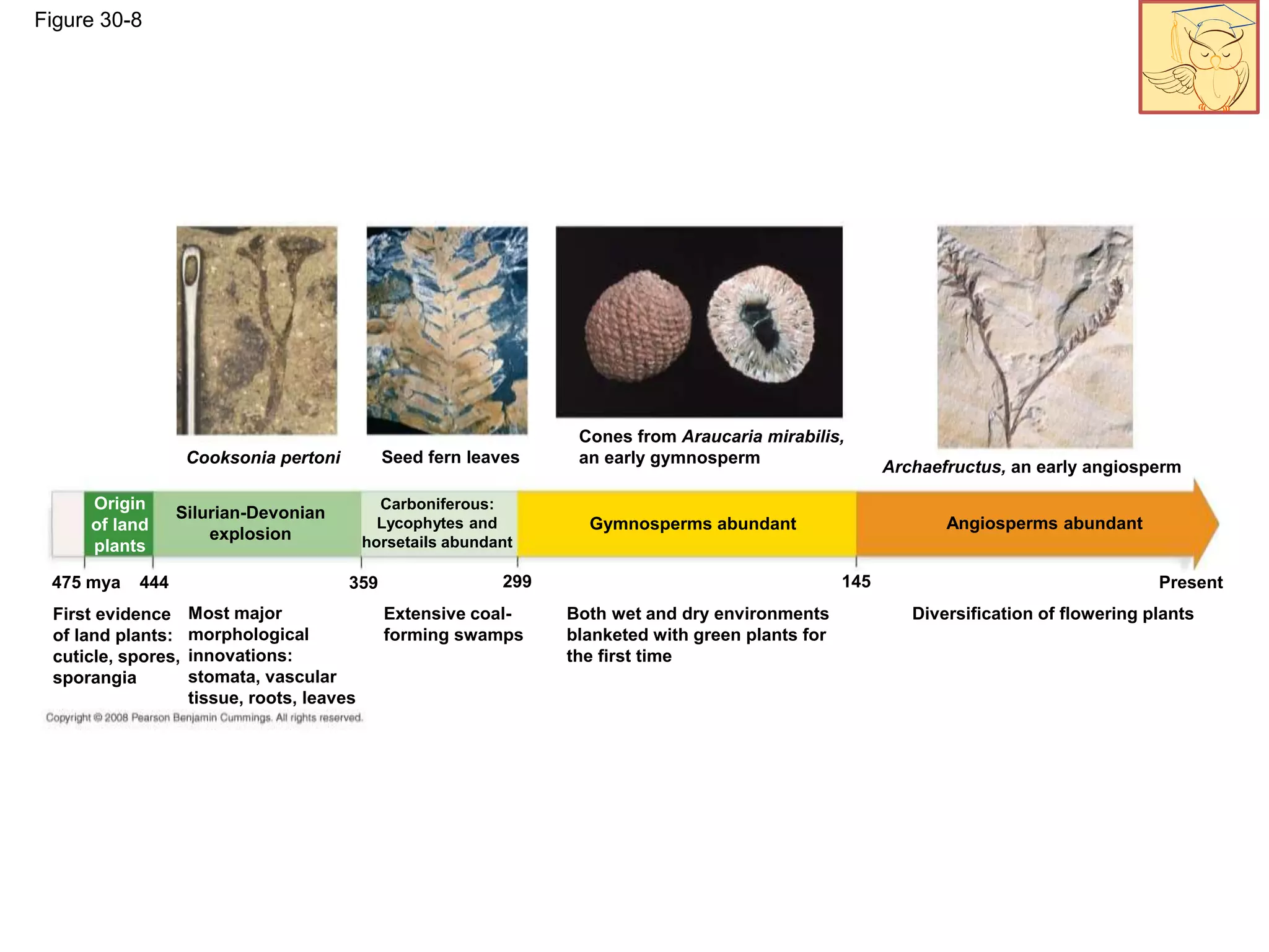 First Evidence Of Land Plants