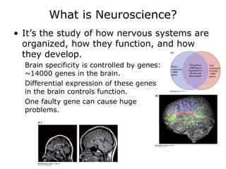 Neuro.ppt