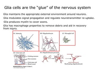 Neuro.ppt